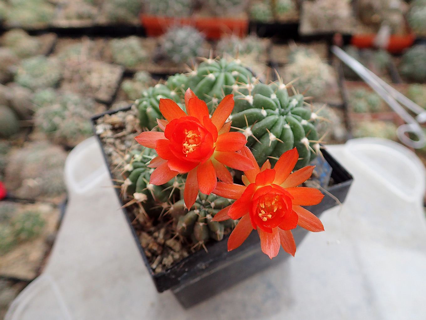 Lobivia maximiliana - variety :: Kaktusy-sukulenty-masozravky