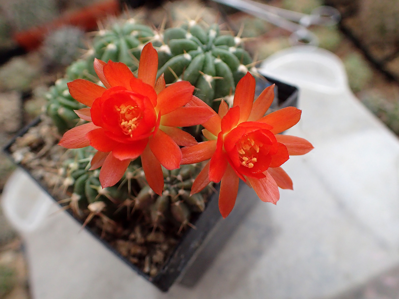 Lobivia maximiliana - variety :: Kaktusy-sukulenty-masozravky