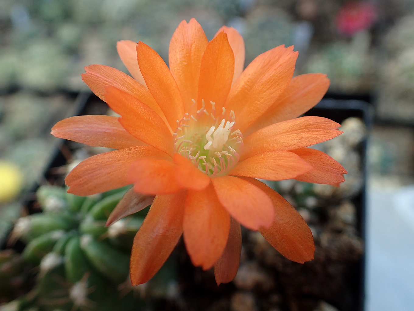 Lobivia maximiliana - variety :: Kaktusy-sukulenty-masozravky