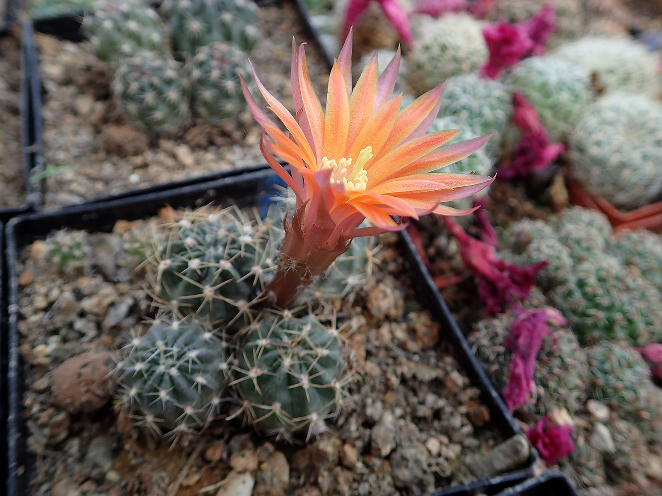 Lobivia pampana :: Kaktusy-sukulenty-masozravky