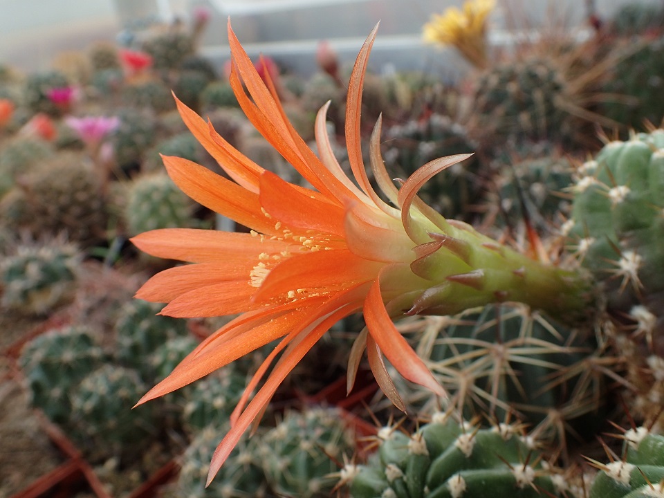 Lobivia maximiliana - variety :: Kaktusy-sukulenty-masozravky