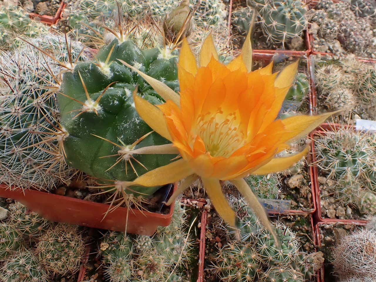 Lobivia maximiliana - variety :: Kaktusy-sukulenty-masozravky