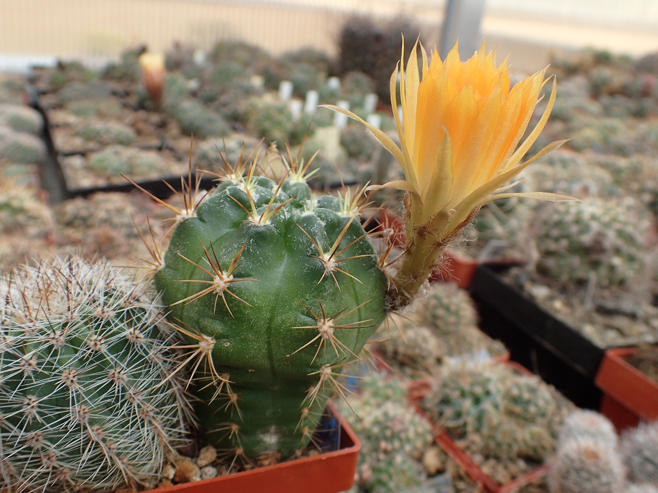 Lobivia maximiliana - variety :: Kaktusy-sukulenty-masozravky