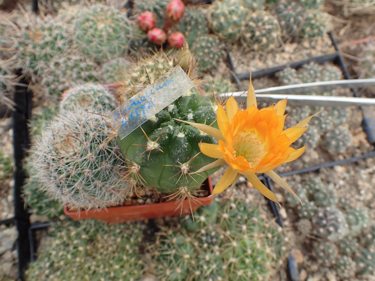 Lobivia maximiliana - variety :: Kaktusy-sukulenty-masozravky