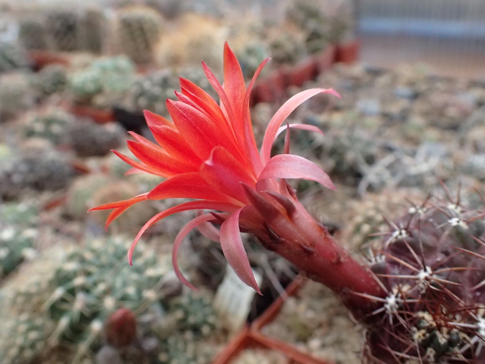 Lobivia maximiliana - variety :: Kaktusy-sukulenty-masozravky