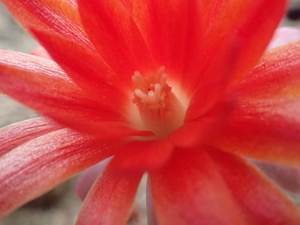 Lobivia maximiliana - variety :: Kaktusy-sukulenty-masozravky