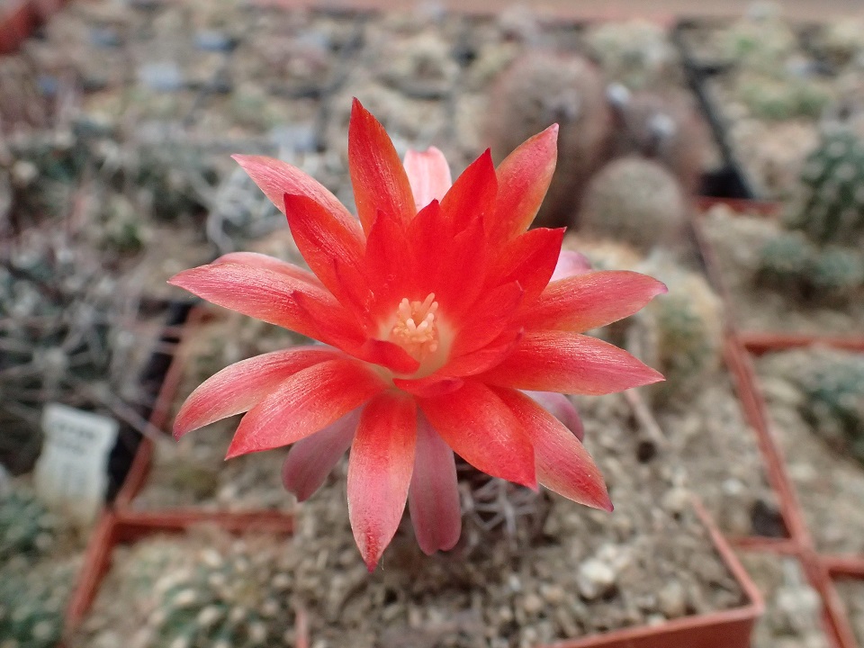 Lobivia maximiliana - variety :: Kaktusy-sukulenty-masozravky