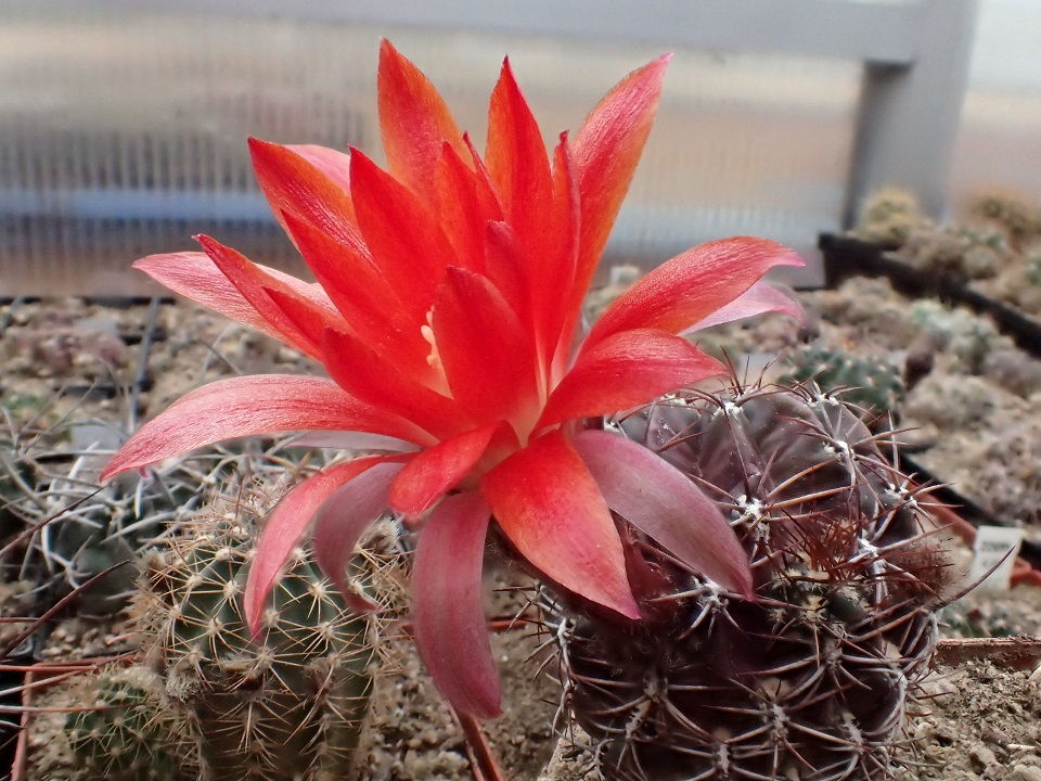 Lobivia maximiliana - variety :: Kaktusy-sukulenty-masozravky