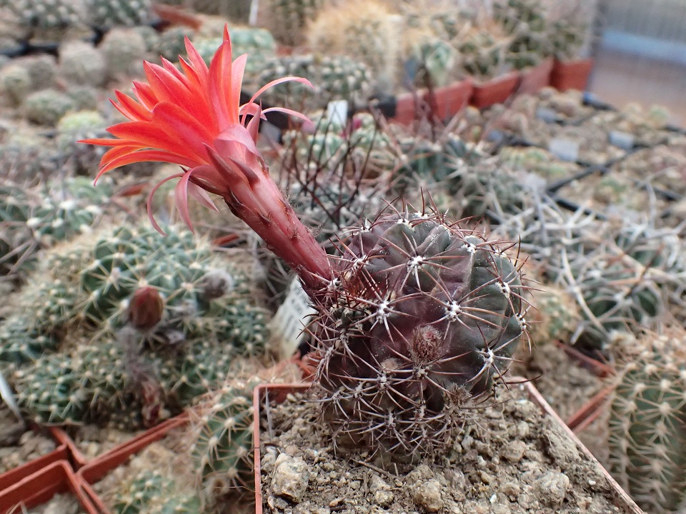 Lobivia maximiliana - variety :: Kaktusy-sukulenty-masozravky