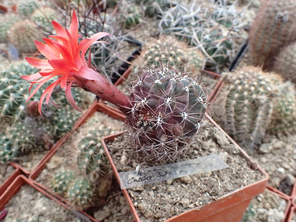 Lobivia maximiliana - variety :: Kaktusy-sukulenty-masozravky