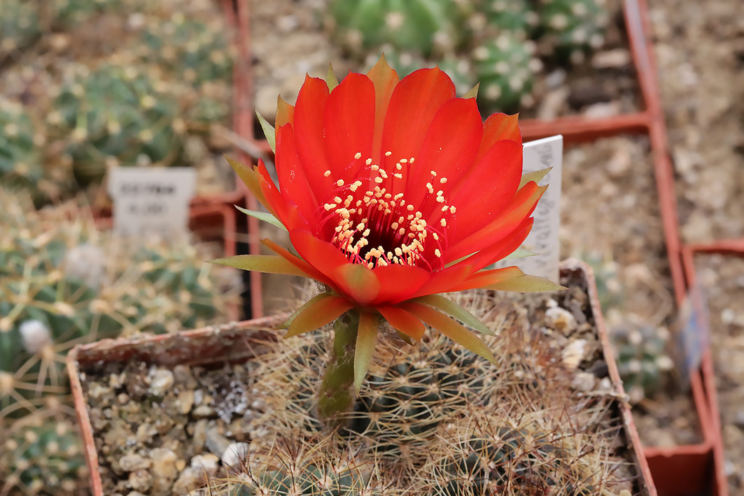 Lobivia arachnacantha - variety :: Kaktusy-sukulenty-masozravky