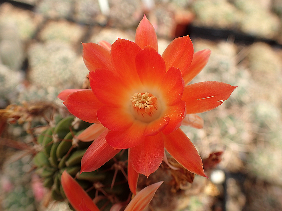 Lobivia maximiliana - variety :: Kaktusy-sukulenty-masozravky