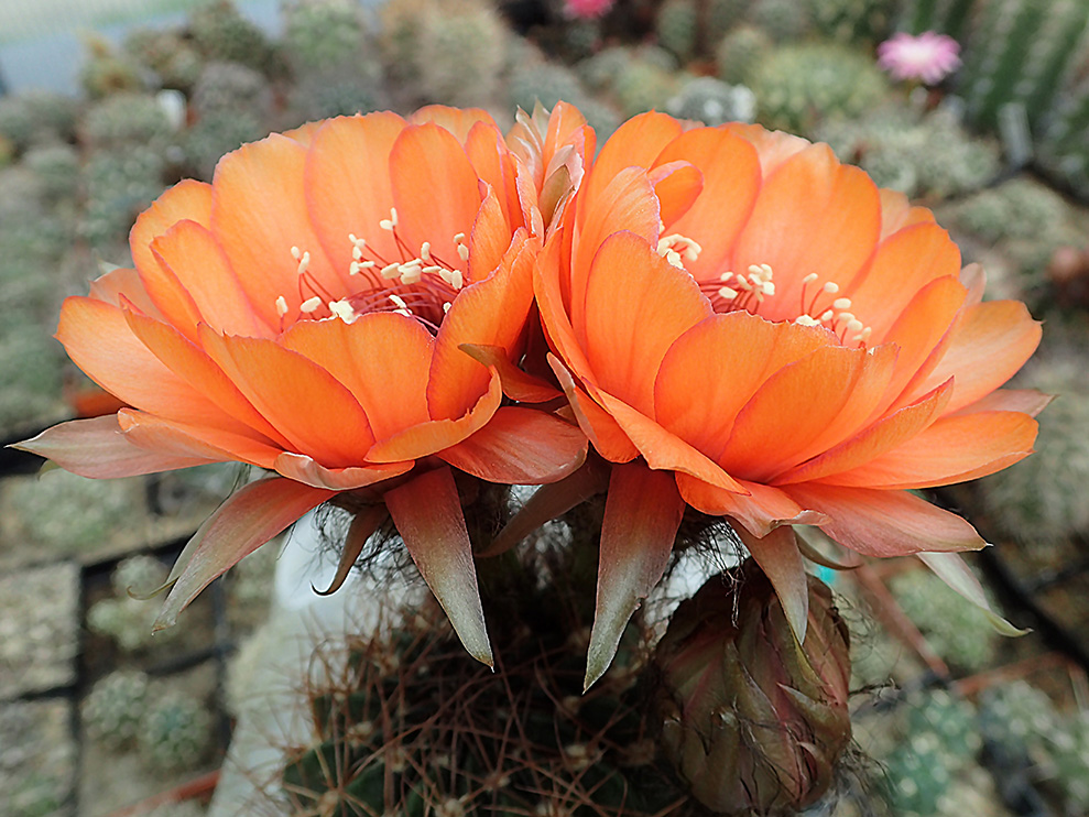 Lobivia jajoana :: Kaktusy-sukulenty-masozravky