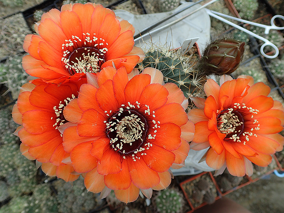 Lobivia jajoana :: Kaktusy-sukulenty-masozravky