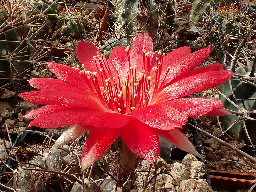 Lobivia hertrichiana - variety a formy :: Kaktusy-sukulenty-masozravky