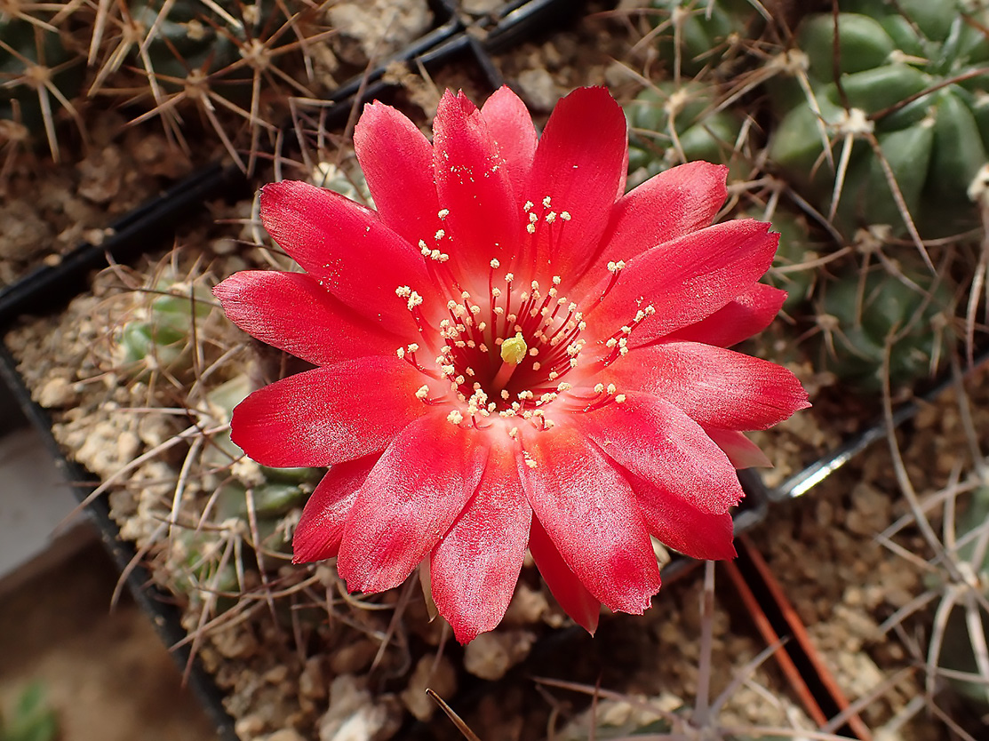 Lobivia hertrichiana - variety a formy :: Kaktusy-sukulenty-masozravky