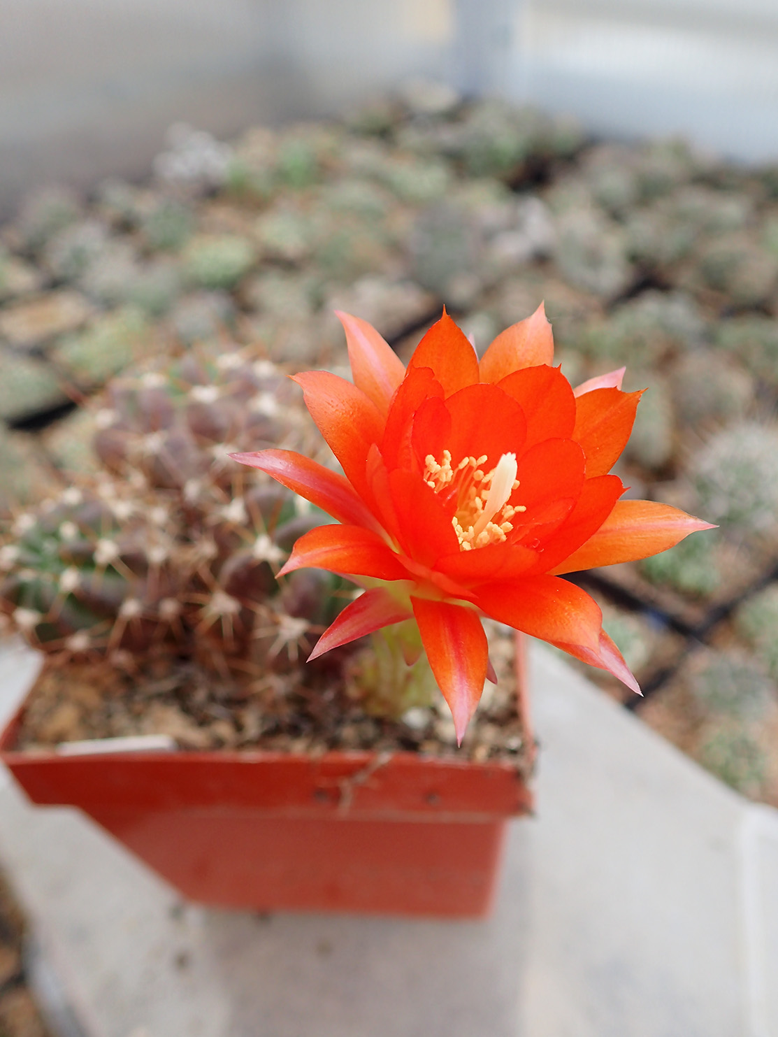 Lobivia maximiliana - variety :: Kaktusy-sukulenty-masozravky