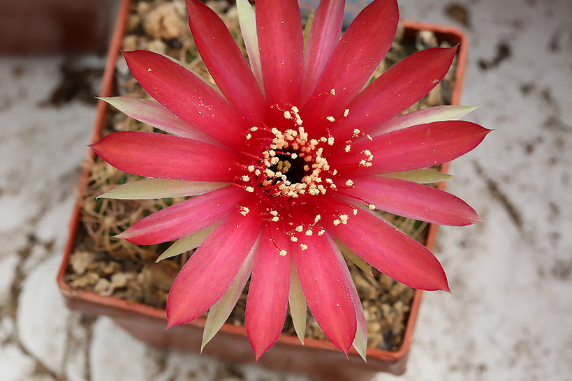 Lobivia calorubra :: Kaktusy-sukulenty-masozravky