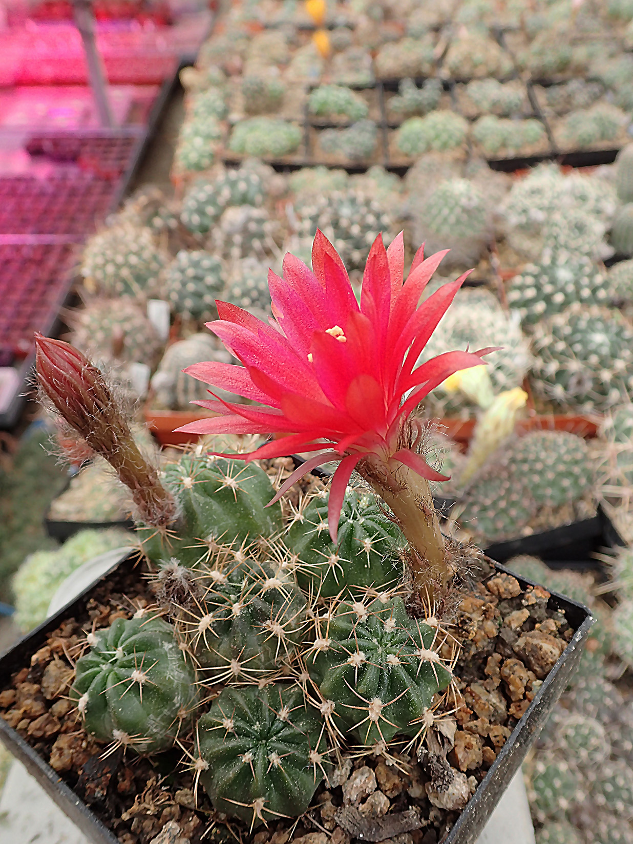 Lobivia maximiliana - variety :: Kaktusy-sukulenty-masozravky