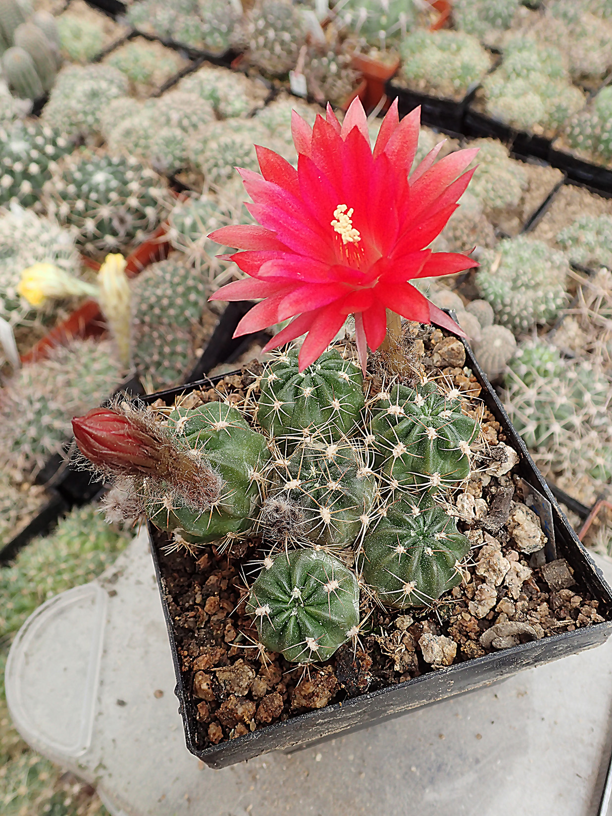 Lobivia maximiliana - variety :: Kaktusy-sukulenty-masozravky