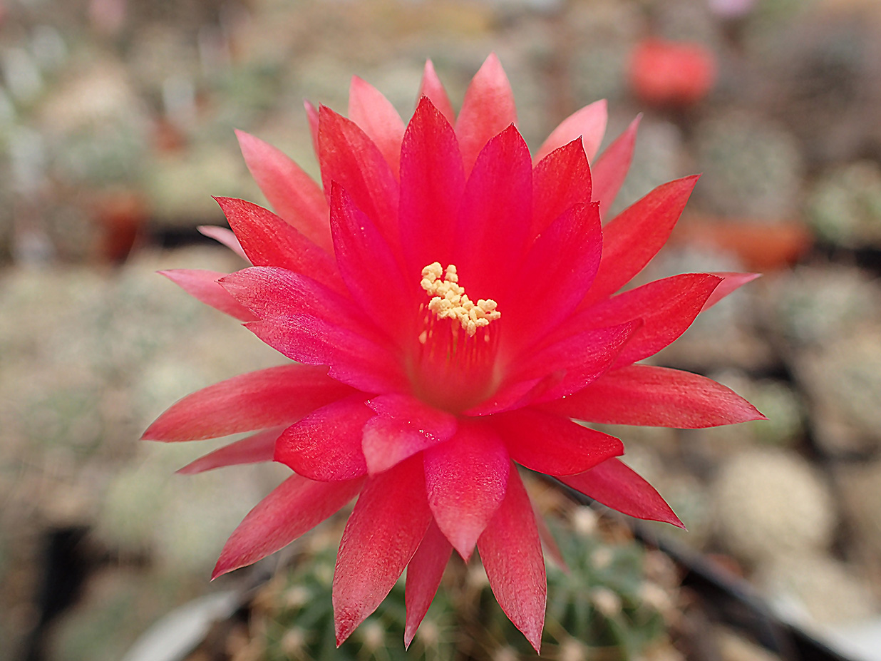 Lobivia maximiliana - variety :: Kaktusy-sukulenty-masozravky