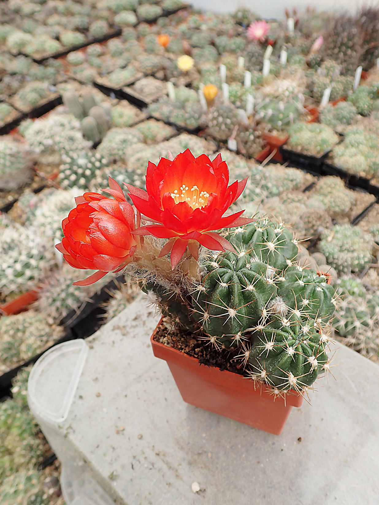 Lobivia maximiliana - variety :: Kaktusy-sukulenty-masozravky