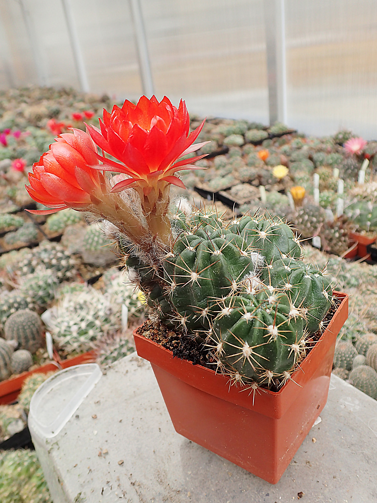 Lobivia maximiliana - variety :: Kaktusy-sukulenty-masozravky