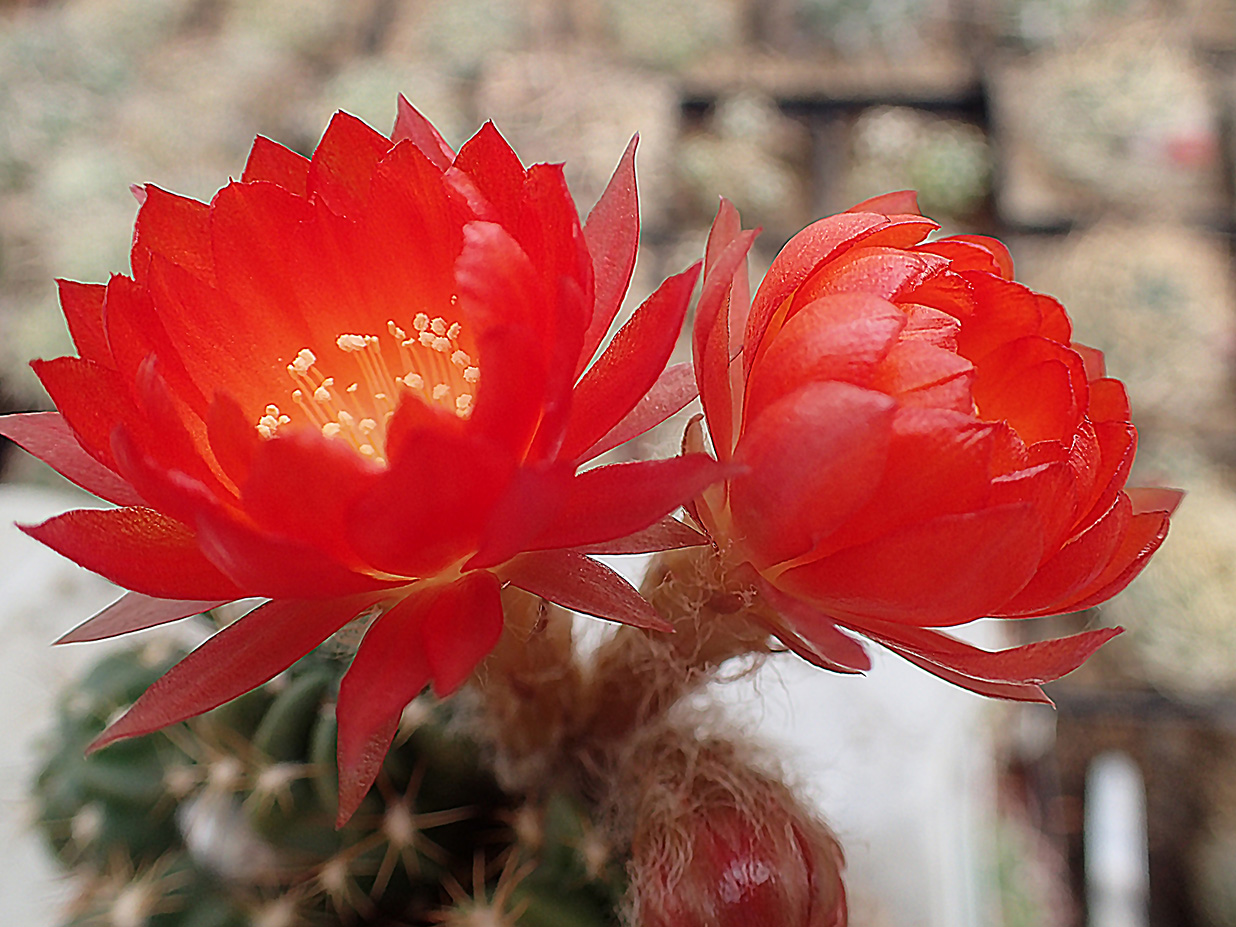 Lobivia maximiliana - variety :: Kaktusy-sukulenty-masozravky