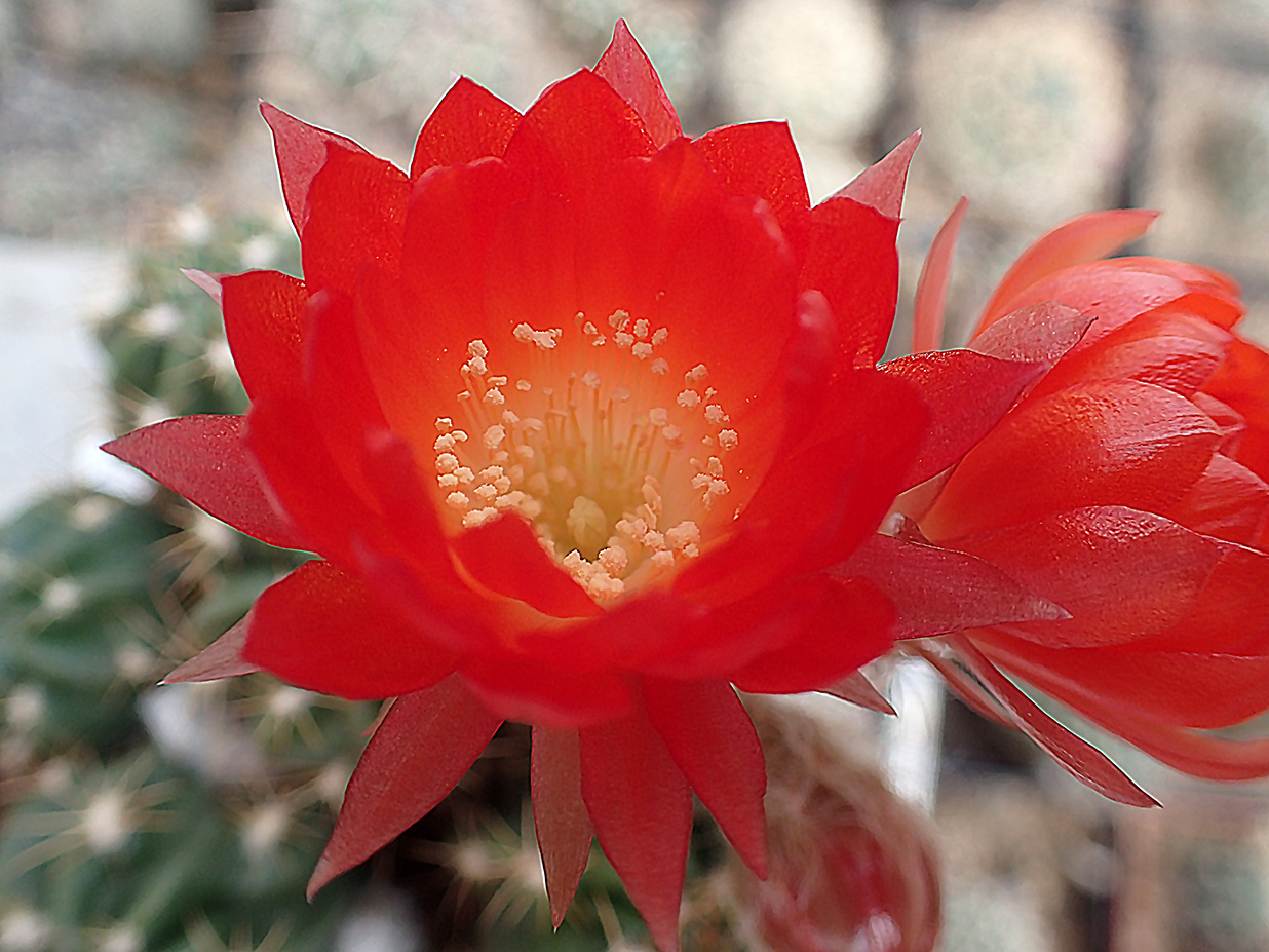 Lobivia maximiliana - variety :: Kaktusy-sukulenty-masozravky