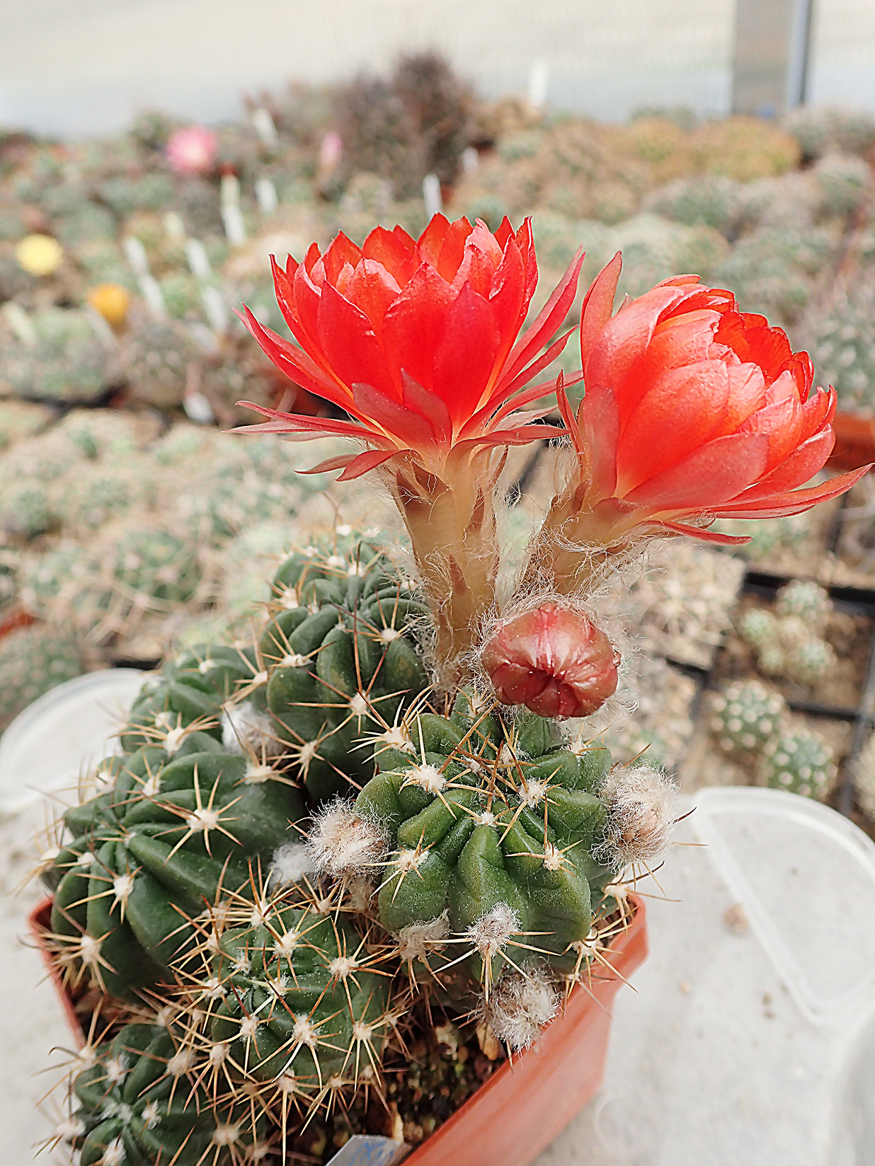 Lobivia maximiliana - variety :: Kaktusy-sukulenty-masozravky