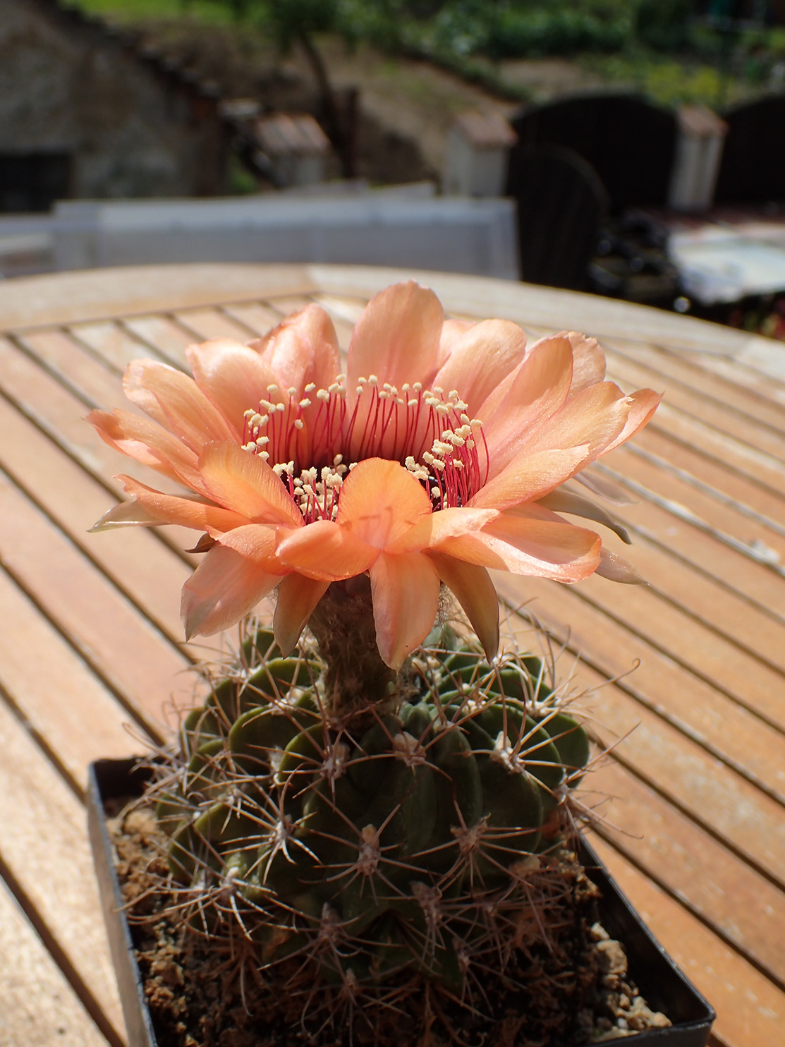 Lobivia jajoana :: Kaktusy-sukulenty-masozravky