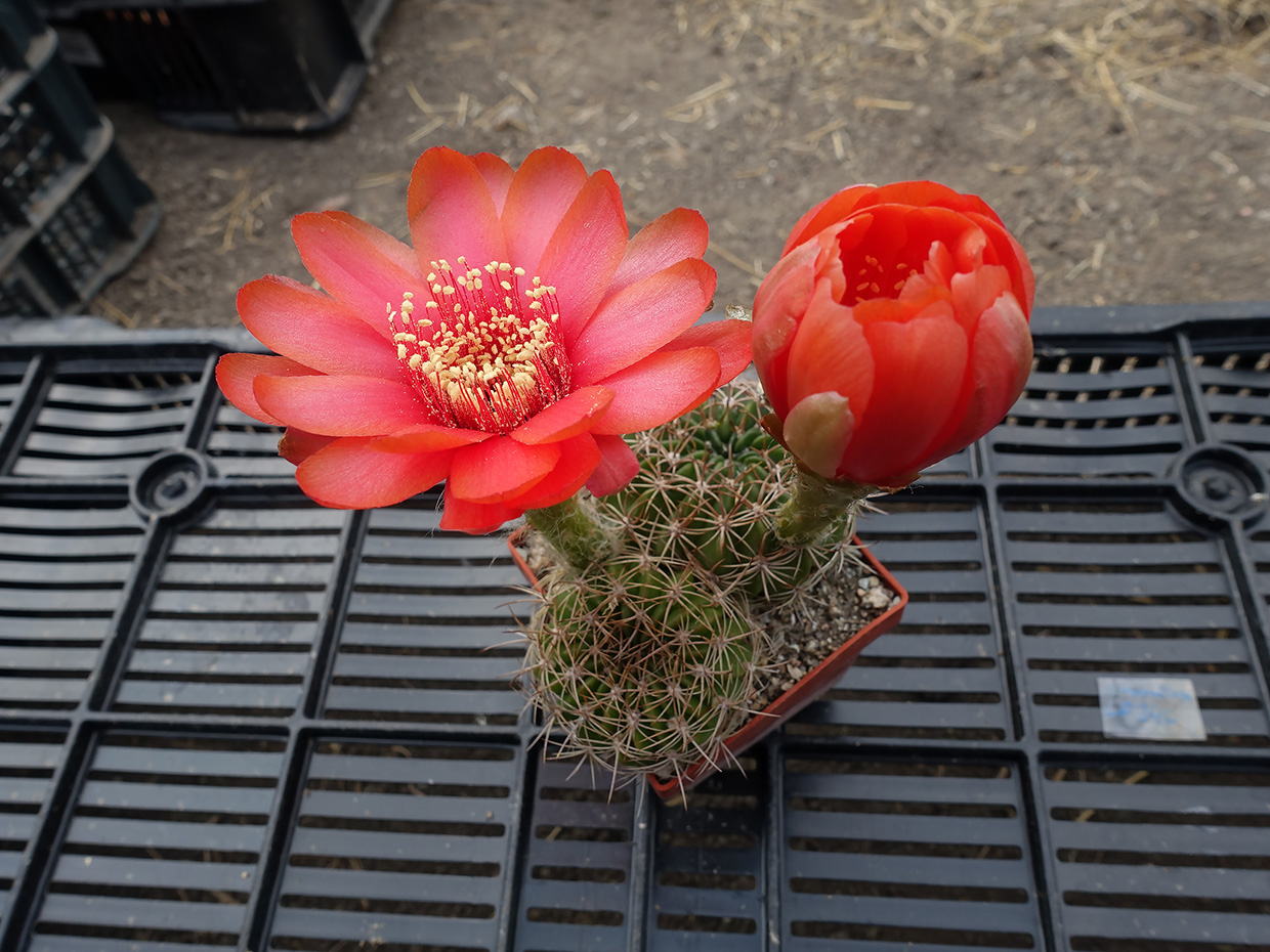 Lobivia calorubra :: Kaktusy-sukulenty-masozravky