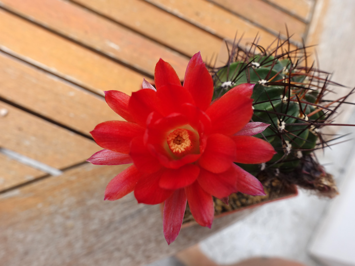 Lobivia maximiliana - variety :: Kaktusy-sukulenty-masozravky