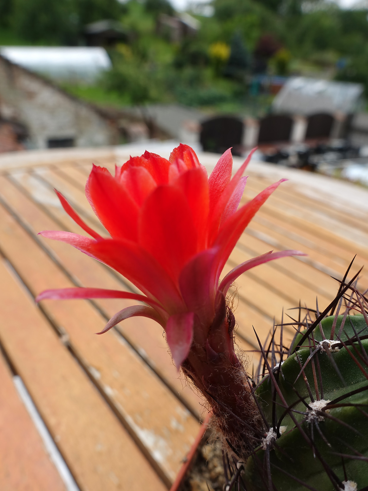 Lobivia maximiliana - variety :: Kaktusy-sukulenty-masozravky