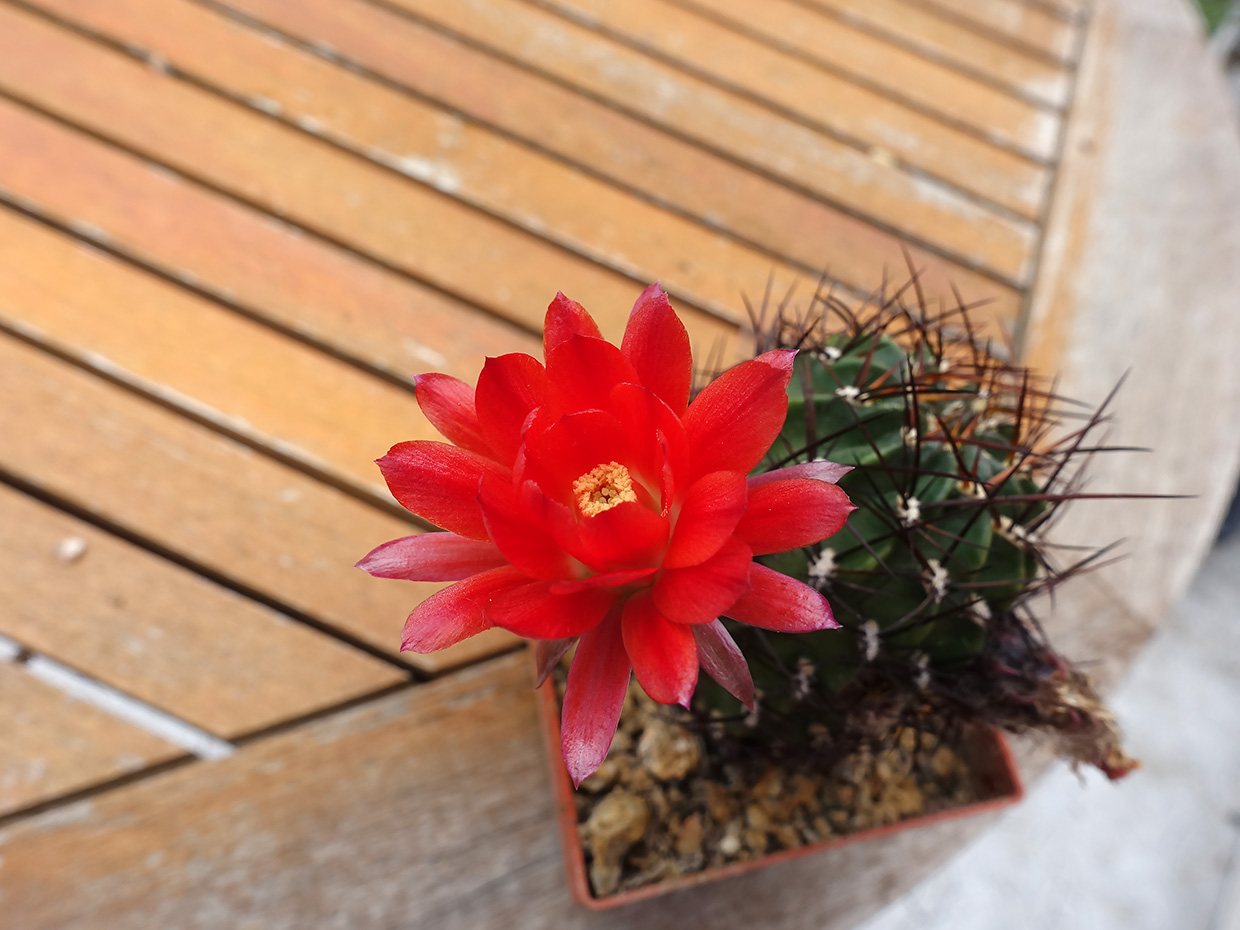 Lobivia maximiliana - variety :: Kaktusy-sukulenty-masozravky