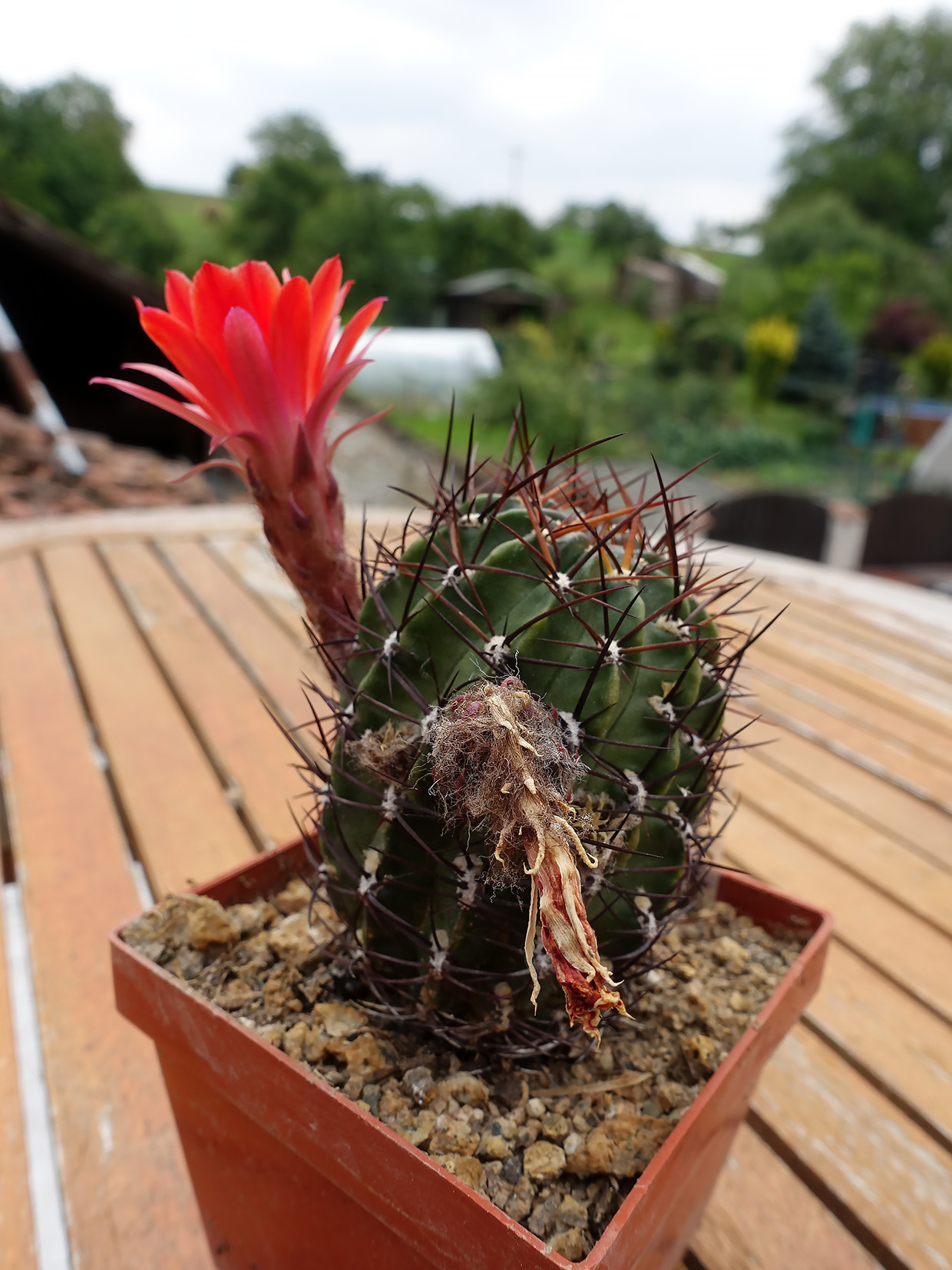 Lobivia maximiliana - variety :: Kaktusy-sukulenty-masozravky