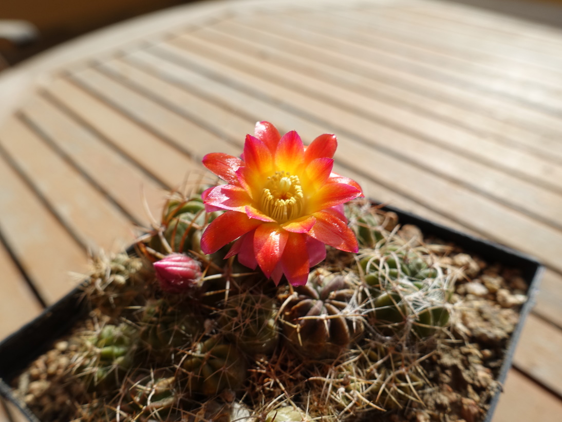 Lobivia maximiliana - variety :: Kaktusy-sukulenty-masozravky