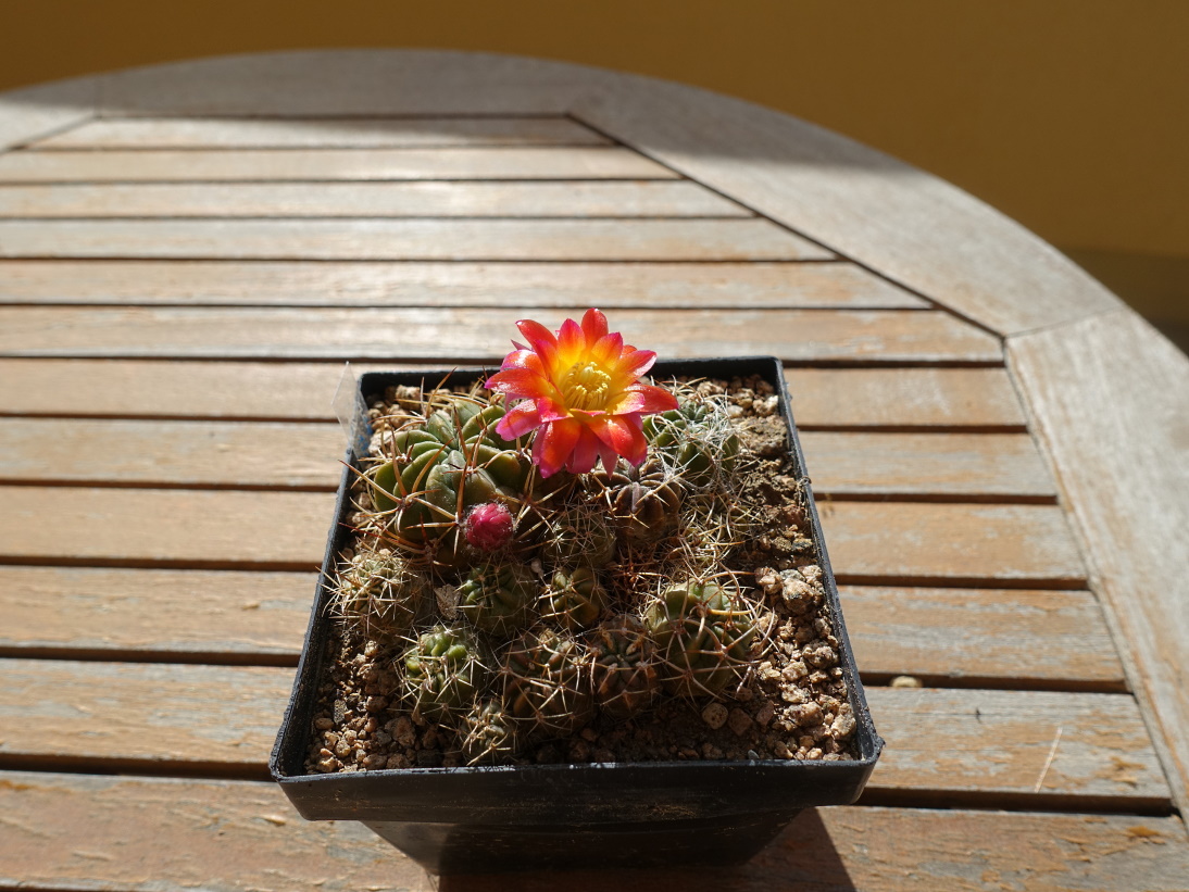 Lobivia maximiliana - variety :: Kaktusy-sukulenty-masozravky