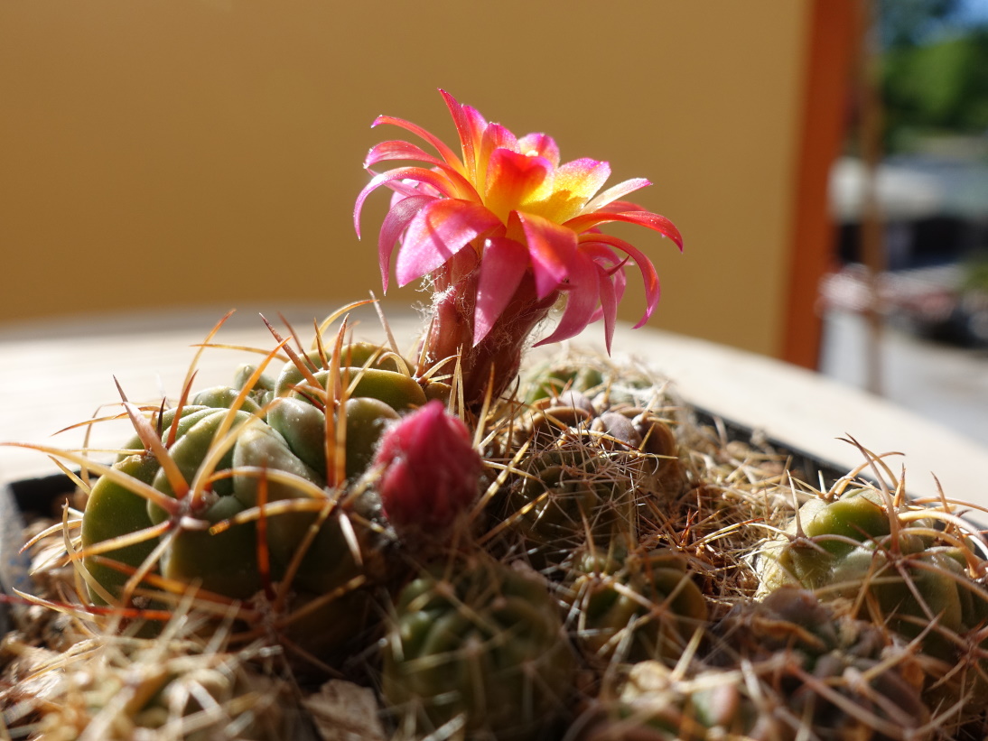 Lobivia maximiliana - variety :: Kaktusy-sukulenty-masozravky