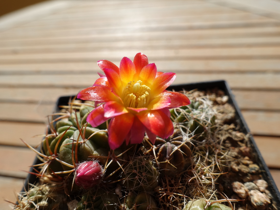 Lobivia maximiliana - variety :: Kaktusy-sukulenty-masozravky