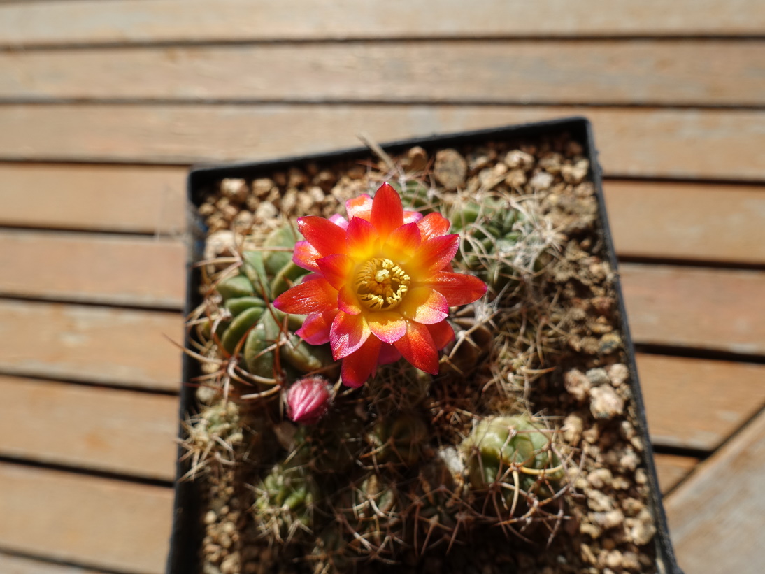 Lobivia maximiliana - variety :: Kaktusy-sukulenty-masozravky