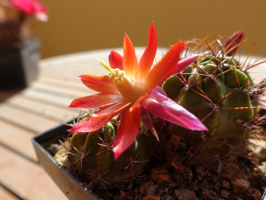 Lobivia maximiliana - variety :: Kaktusy-sukulenty-masozravky