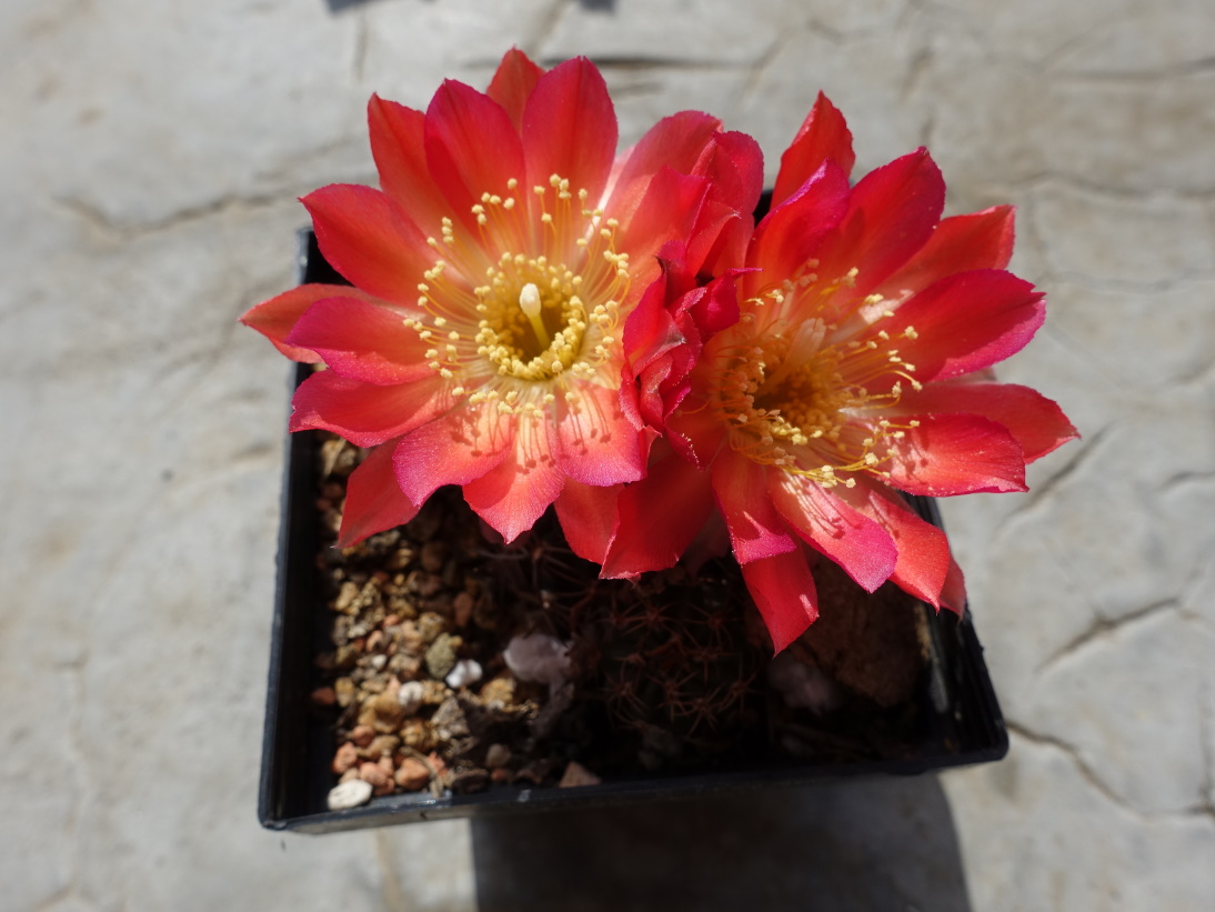 Kontaktujte mě :: Kaktusy-sukulenty-masozravky